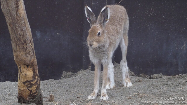 円山動物園でエゾユキウサギの赤ちゃんが誕生 | 北の暮らし ～札幌・宮の森から～